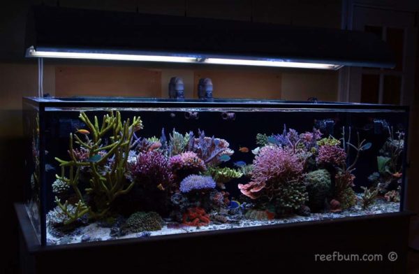 Tips on Designing a Custom Reef Tank - ReefBum