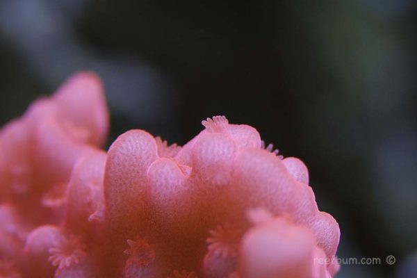 SPS Deep Dive – Orange Montipora Setosa - ReefBum SPS Deep Dive – Orange Montipora Setosa - ReefBum