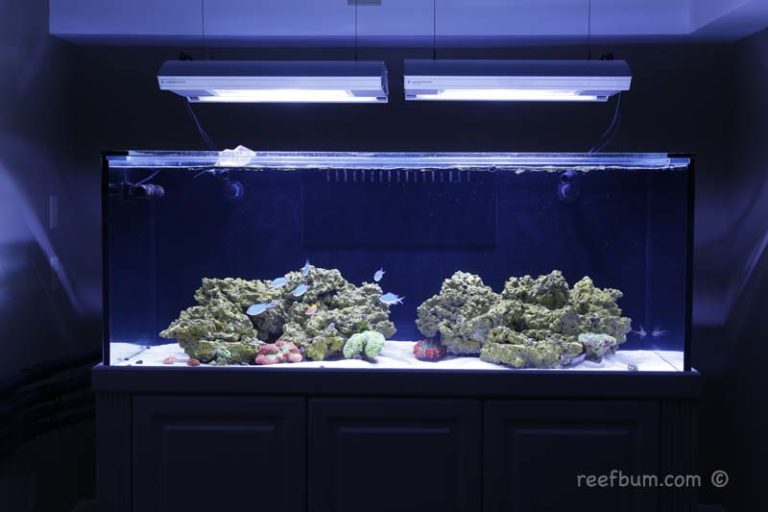 Diagnosing & Eliminating Cloudy Aquarium Water - ReefBum