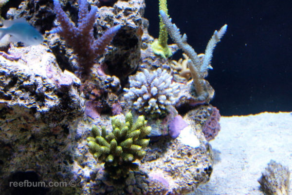Rapid Tissue Necrosis (RTN) – A Reef Keeper’s Nightmare - ReefBum