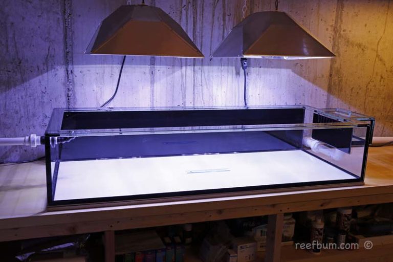 Review: Coast To Coast Custom Aquariums Frag Tank - ReefBum