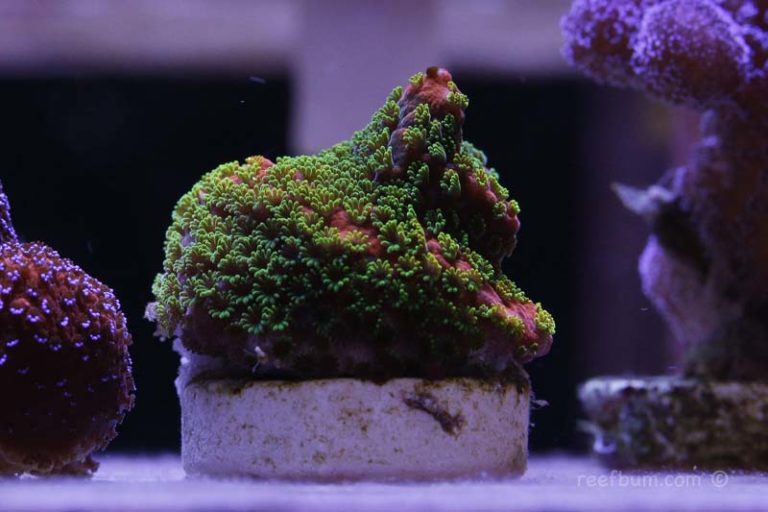 SPS Deep Dive – Sunset Montipora - ReefBum
