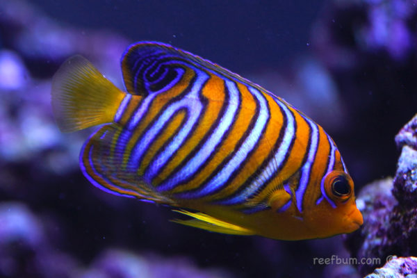 Focus on Fish – Regal Angelfish - ReefBum