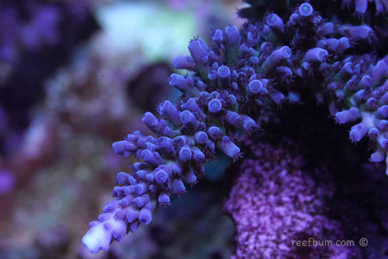 SPS Deep Dive – Cali Tort - ReefBum