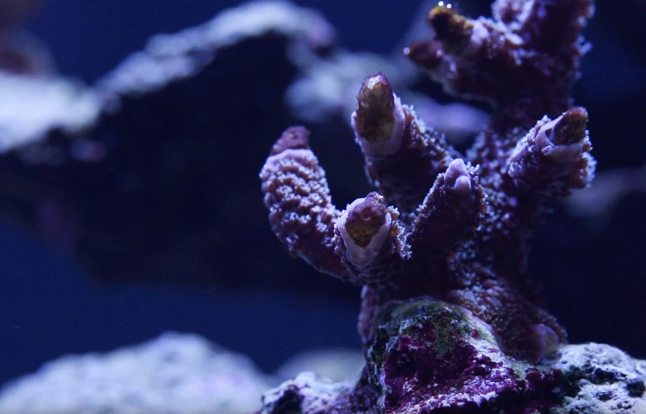 How I Averted a Complete Tank Crash - ReefBum