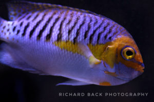 Focus on Fish – Masked Swallowtail Angelfish - ReefBum