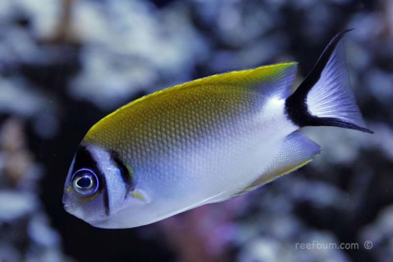 Focus on Fish – Masked Swallowtail Angelfish - ReefBum
