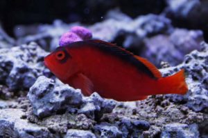 Focus on Fish – Flame Hawkfish - ReefBum