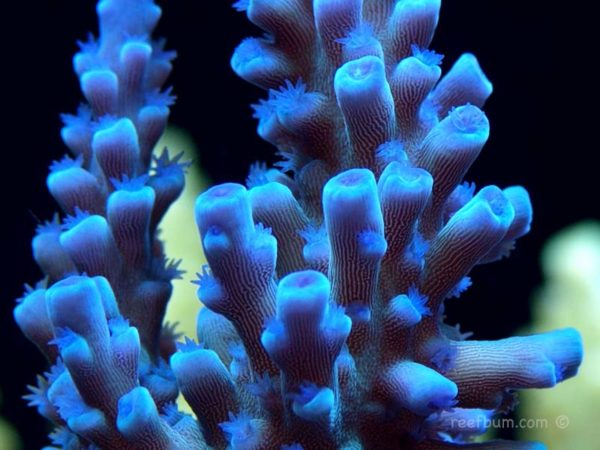 SPS Deep Dive: Oregon Blue Tort - ReefBum