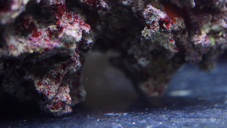 Peninsula Tank Build – Aquascaping - ReefBum