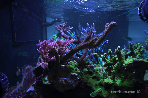 Dosing Bacteria to a Established Reef Tank, Potential Pluses