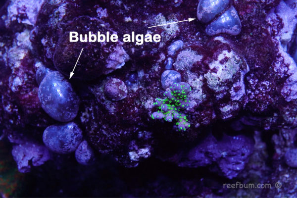 Dosing Bacteria to a Established Reef Tank, Potential Pluses