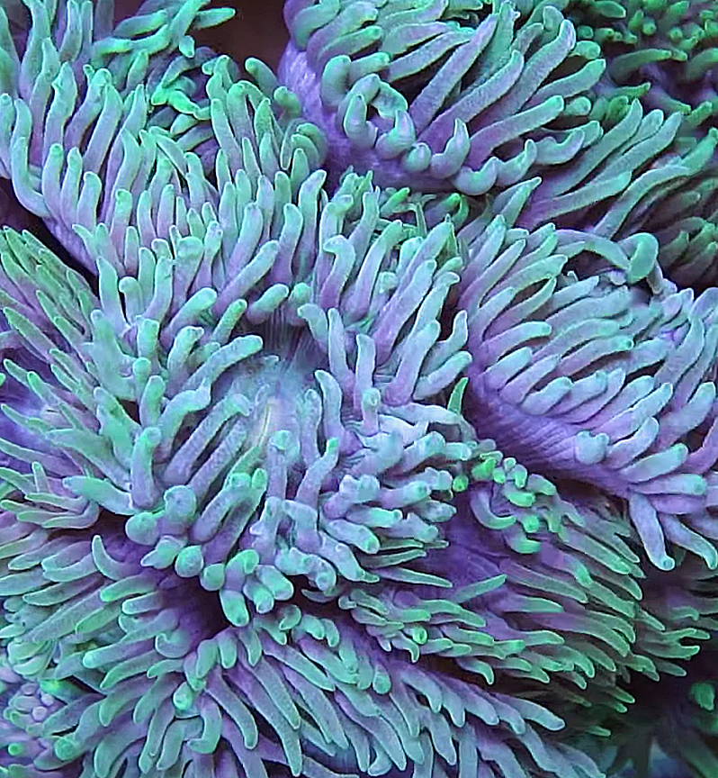 Green Duncan Coral - ReefBum