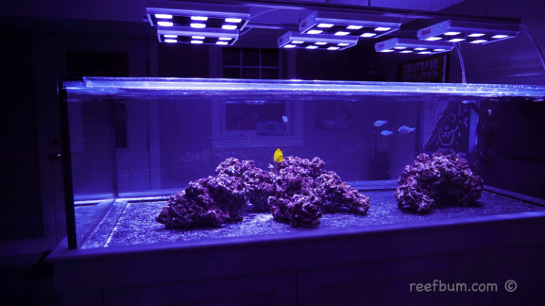 Dosing Bacteria to a Established Reef Tank, Potential Pluses