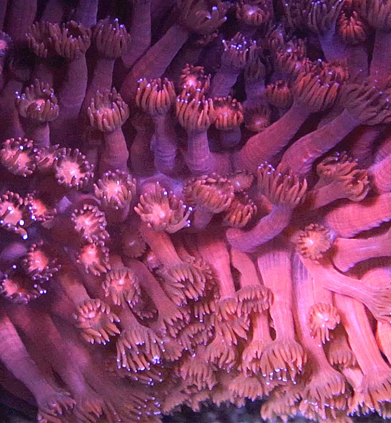 Red Goniopora - ReefBum