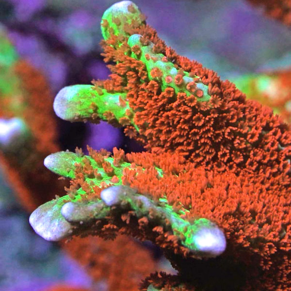 ReefBum - Cultivation, Education, Inspiration