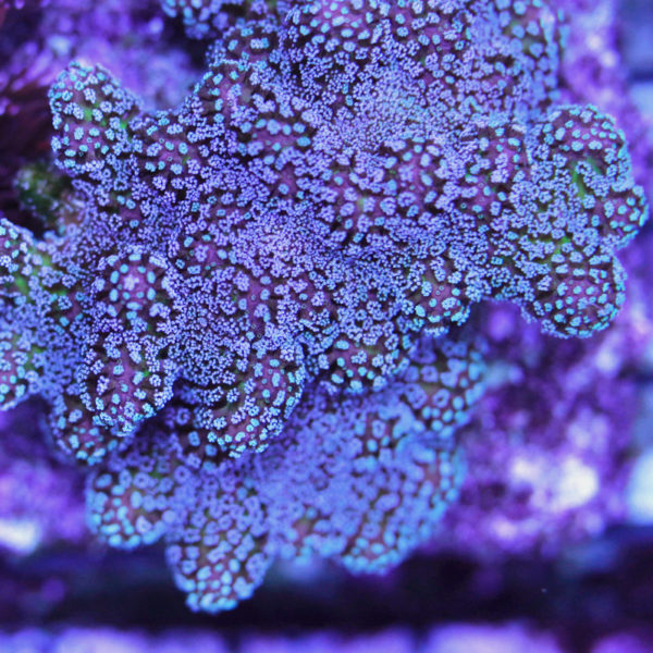 SPS Deep Dive – Stylophora Coral - ReefBum