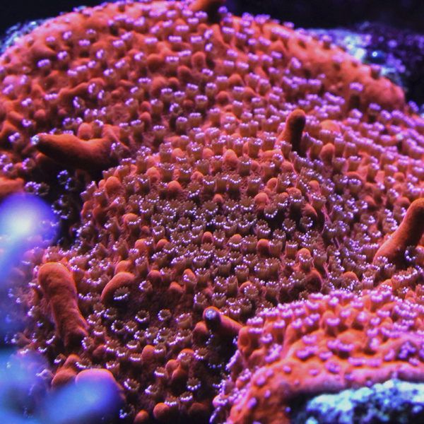 SPS Deep Dive – Sunset Montipora - ReefBum SPS Deep Dive – Sunset Montipora - ReefBum
