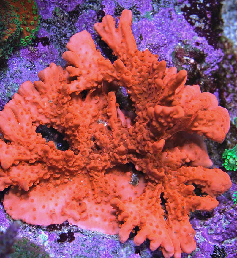 Orange Setosa - ReefBum