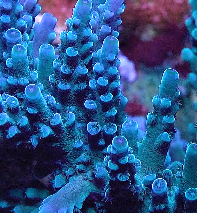 Oregon Blue Tort - ReefBum