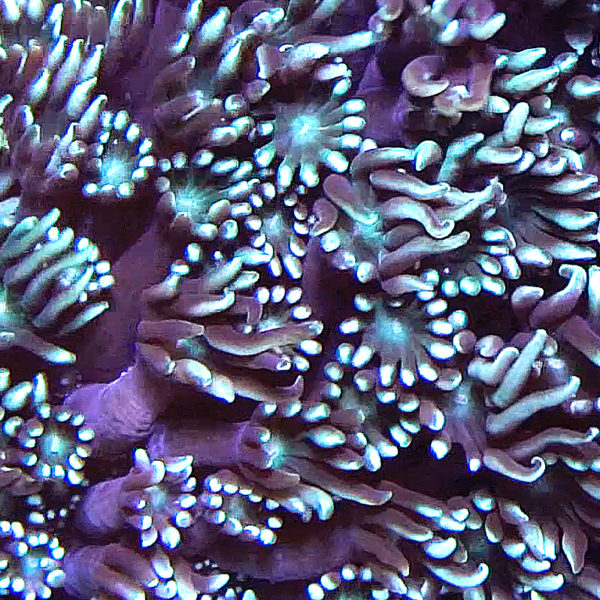 AquaSD Ultra Alveopora - ReefBum