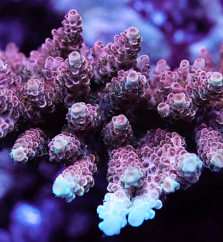 TSA Bill Murray - ReefBum