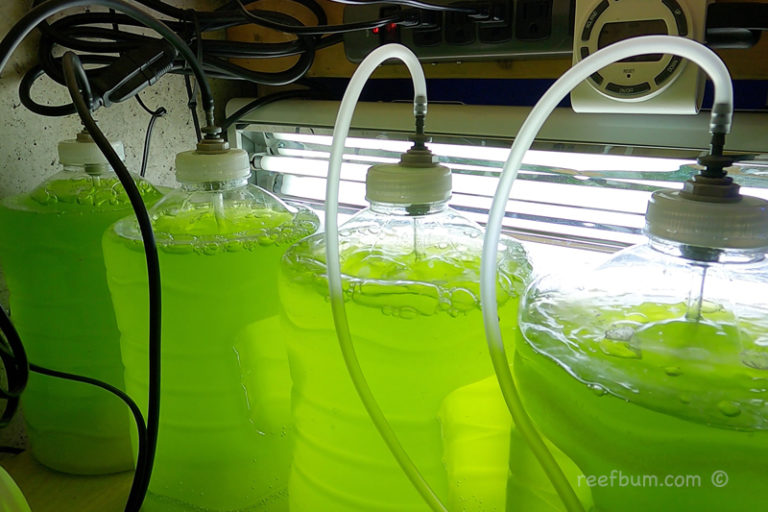 How To Grow Live Phyto – Step by Step Guide - ReefBum