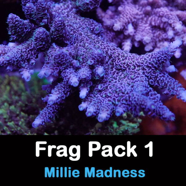 Frag Packs - ReefBum