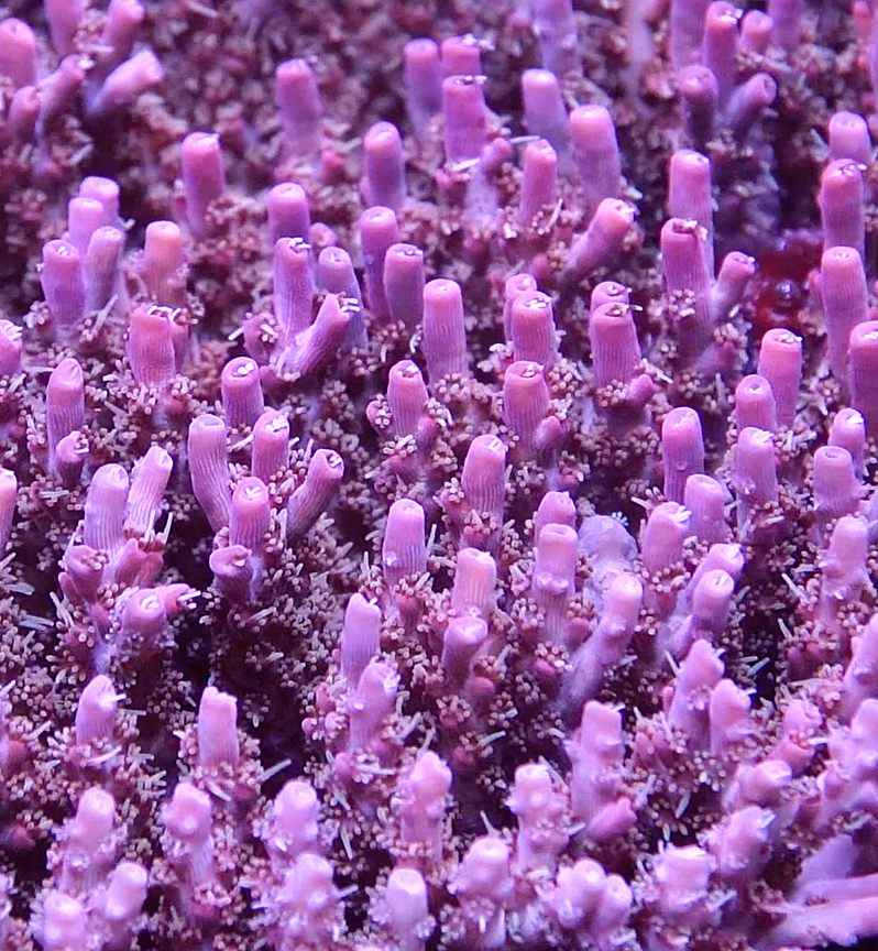 ACI Crimson - ReefBum