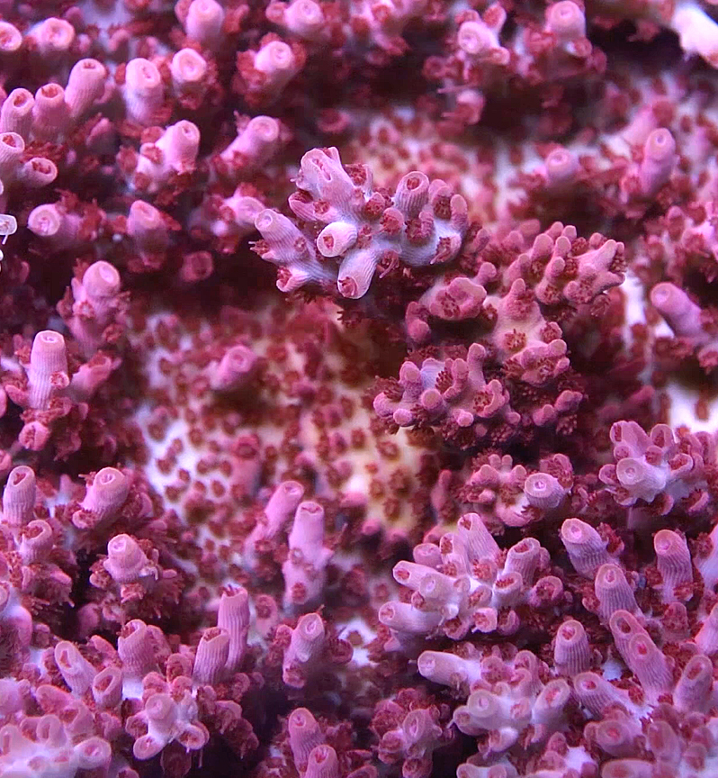 ACI Pink Panther - ReefBum