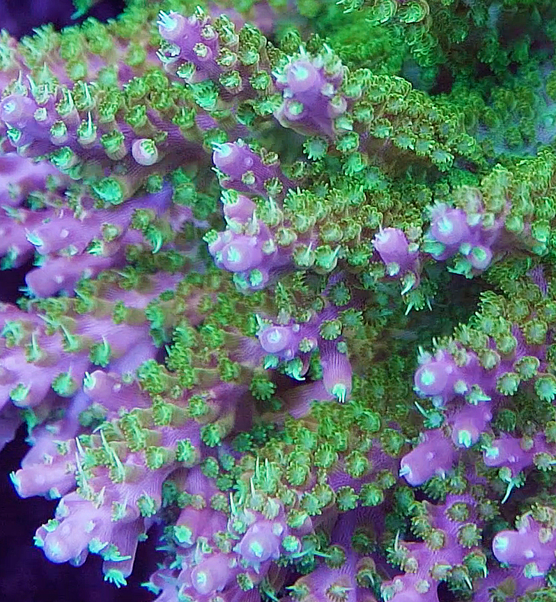 Paletta Pink Tip - ReefBum